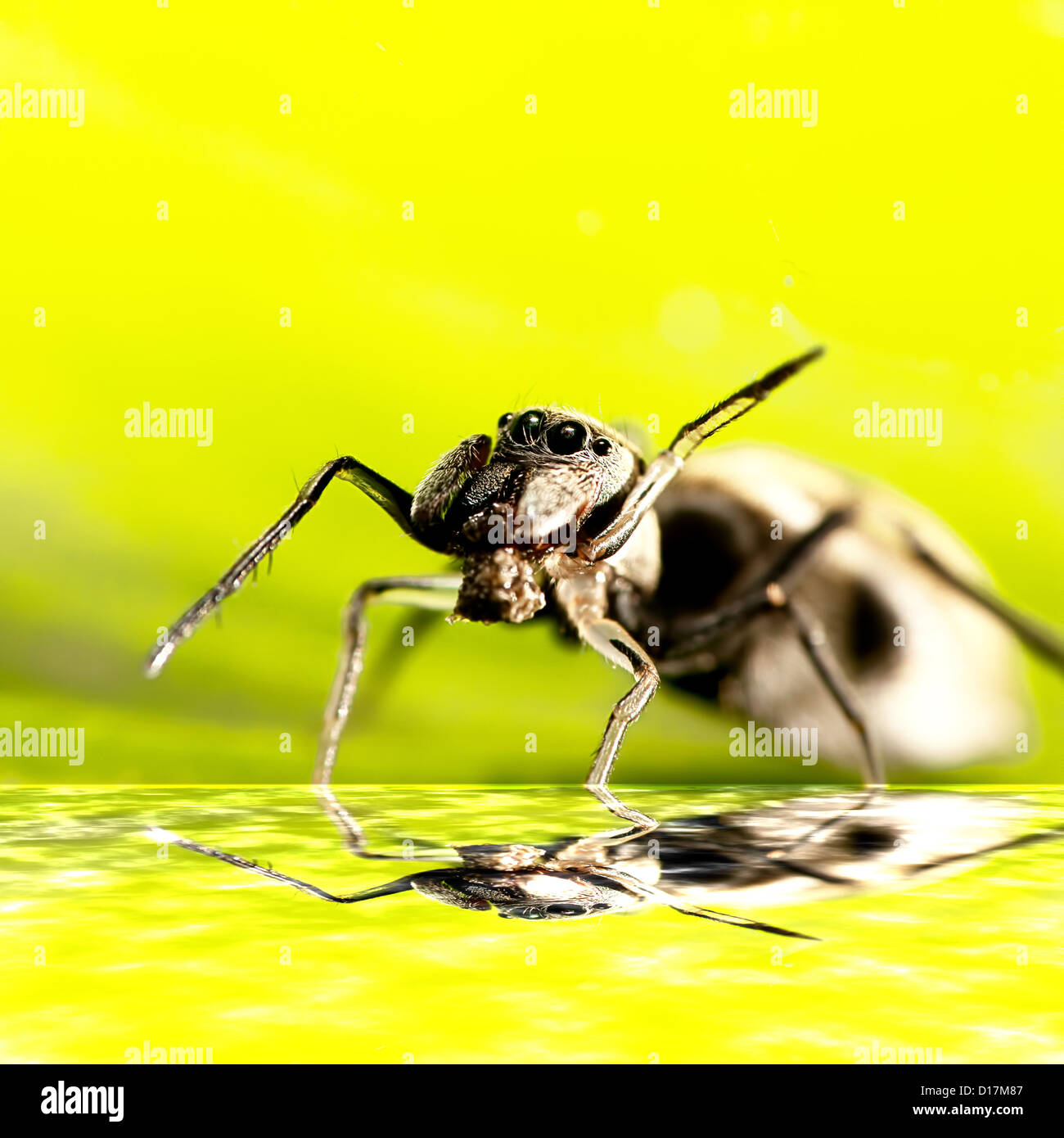 ANT with nice background for adv or others purpose use Stock Photo - Alamy