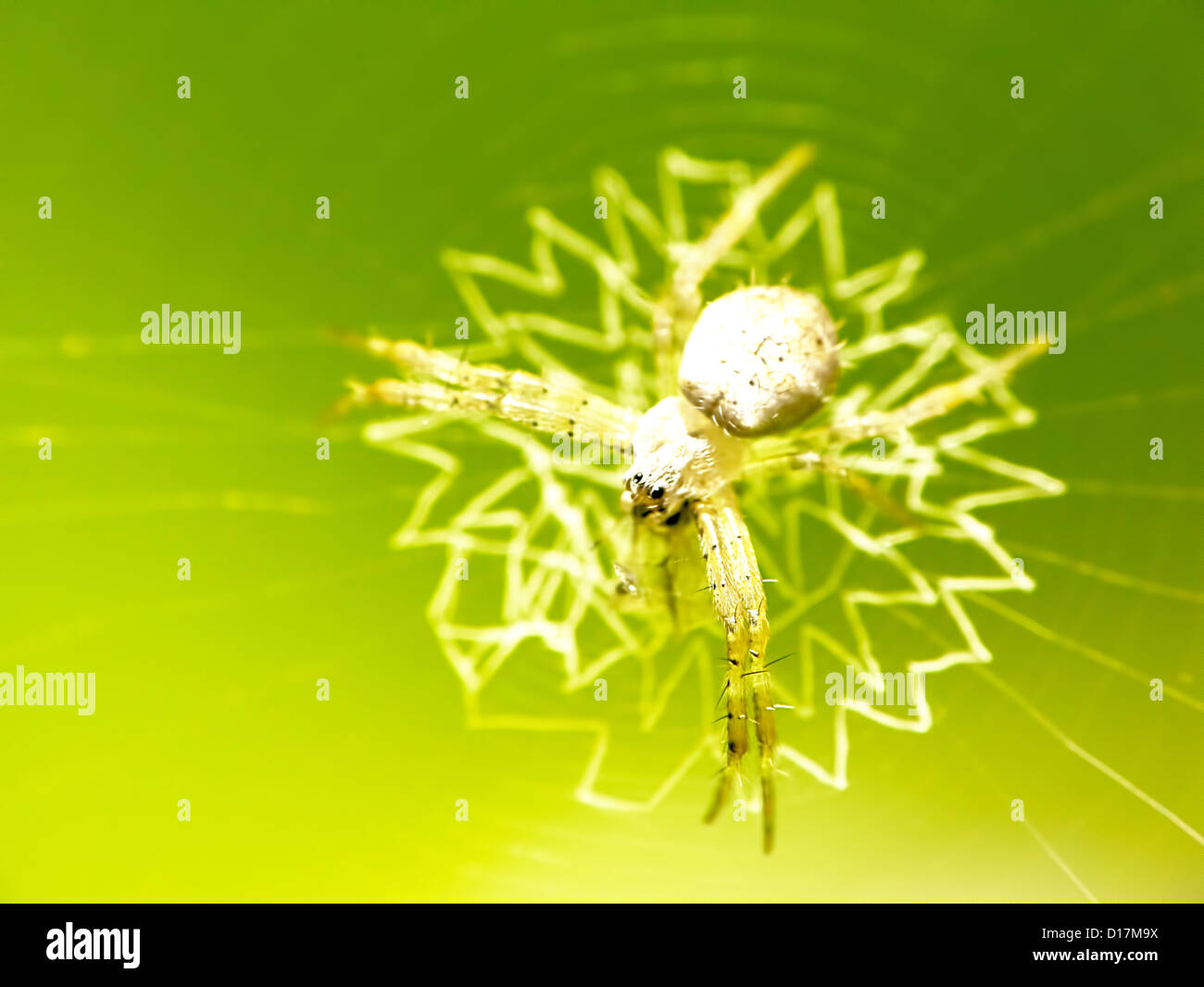 Use of spider web hi-res stock photography and images - Alamy