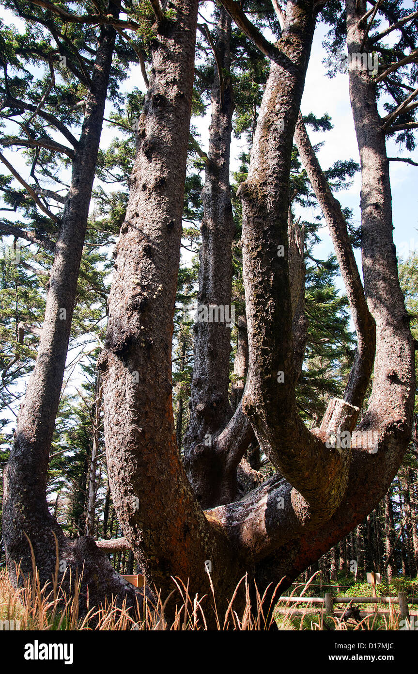 The 8 branched Octopus tree at Cape Meares on the Coast of Oregon Near ...