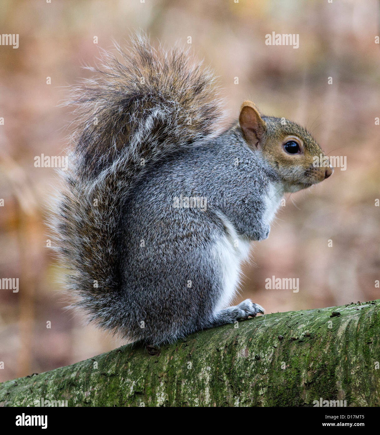 Upright pose hi-res stock photography and images - Alamy