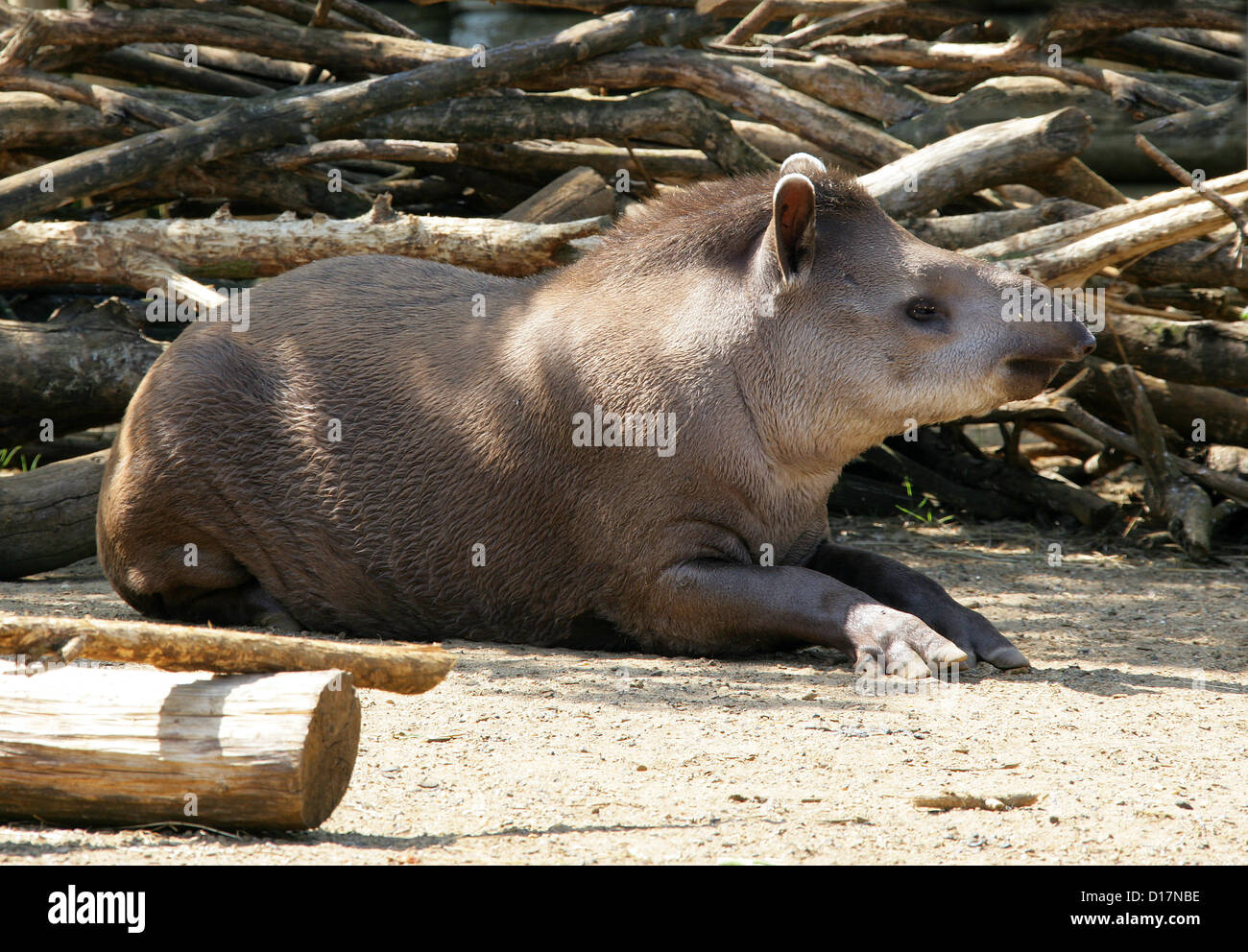 Brazilian Tapir, Tapirus terrestris, Tapiridae. Aka South American ...