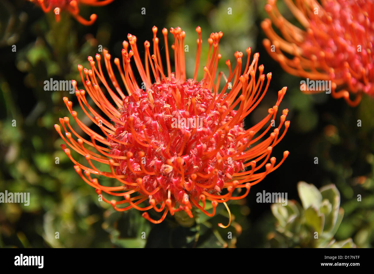 Proteaceae hi-res stock photography and images - Alamy
