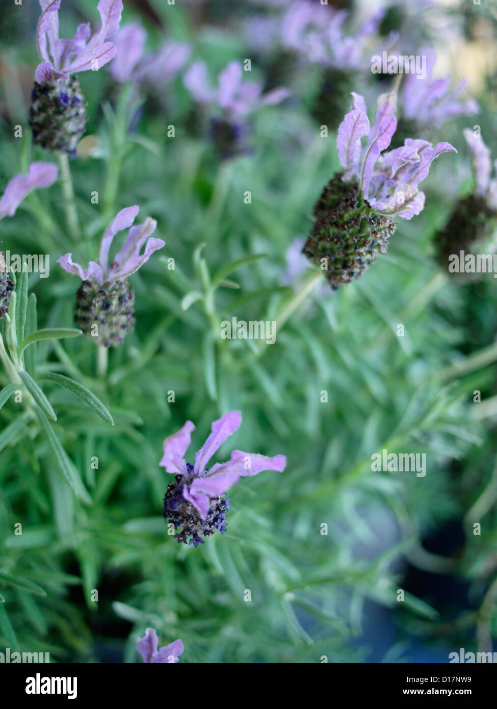Macro lavender flowers detail hi-res stock photography and images - Alamy