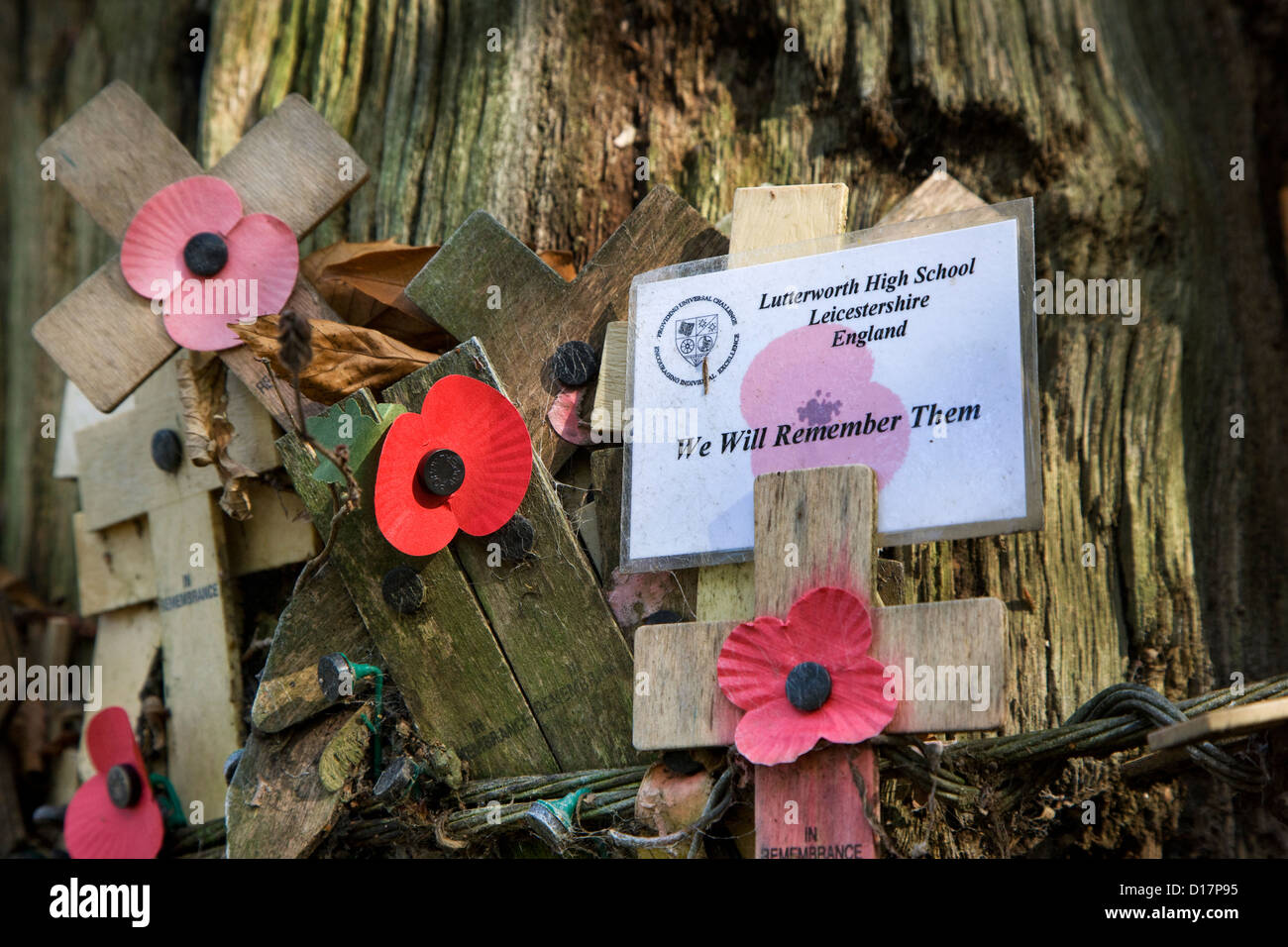 WW1 original shell-blasted tree and crosses with poppies at Sanctuary ...