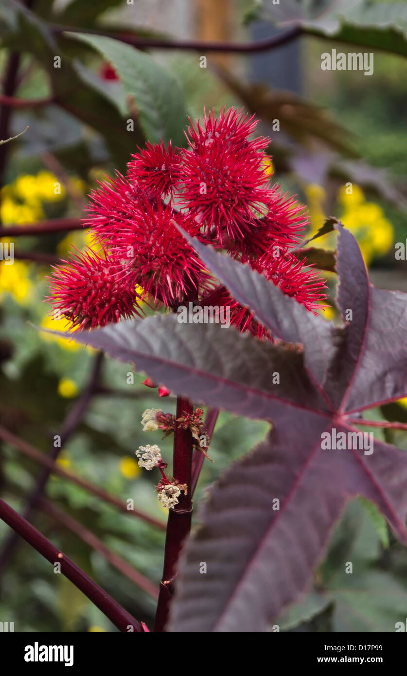 Castorbean ricinus communis hi-res stock photography and images - Alamy