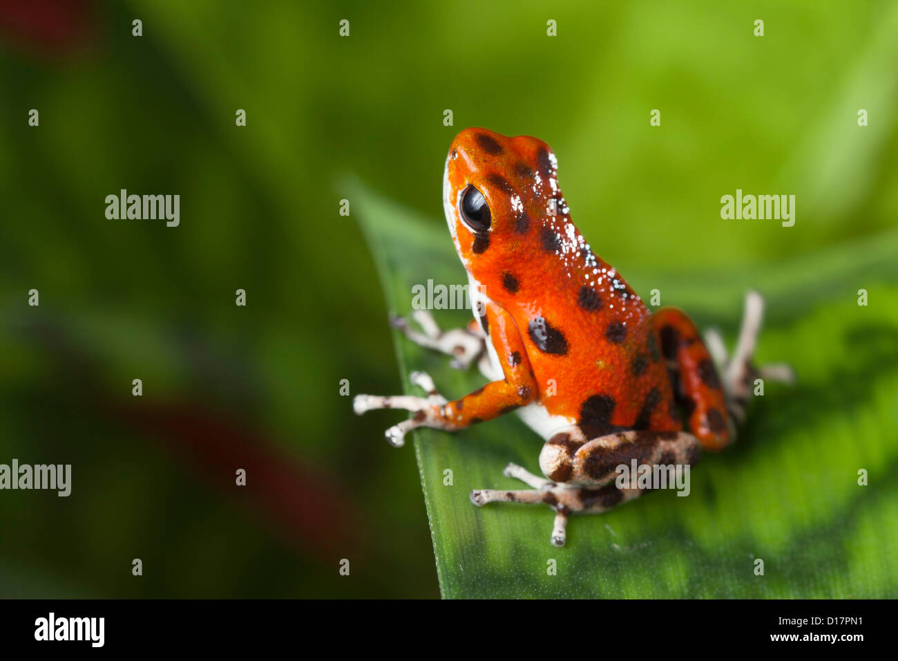 red frog strawberry poison dart frog in tropical rainforest Panama ...