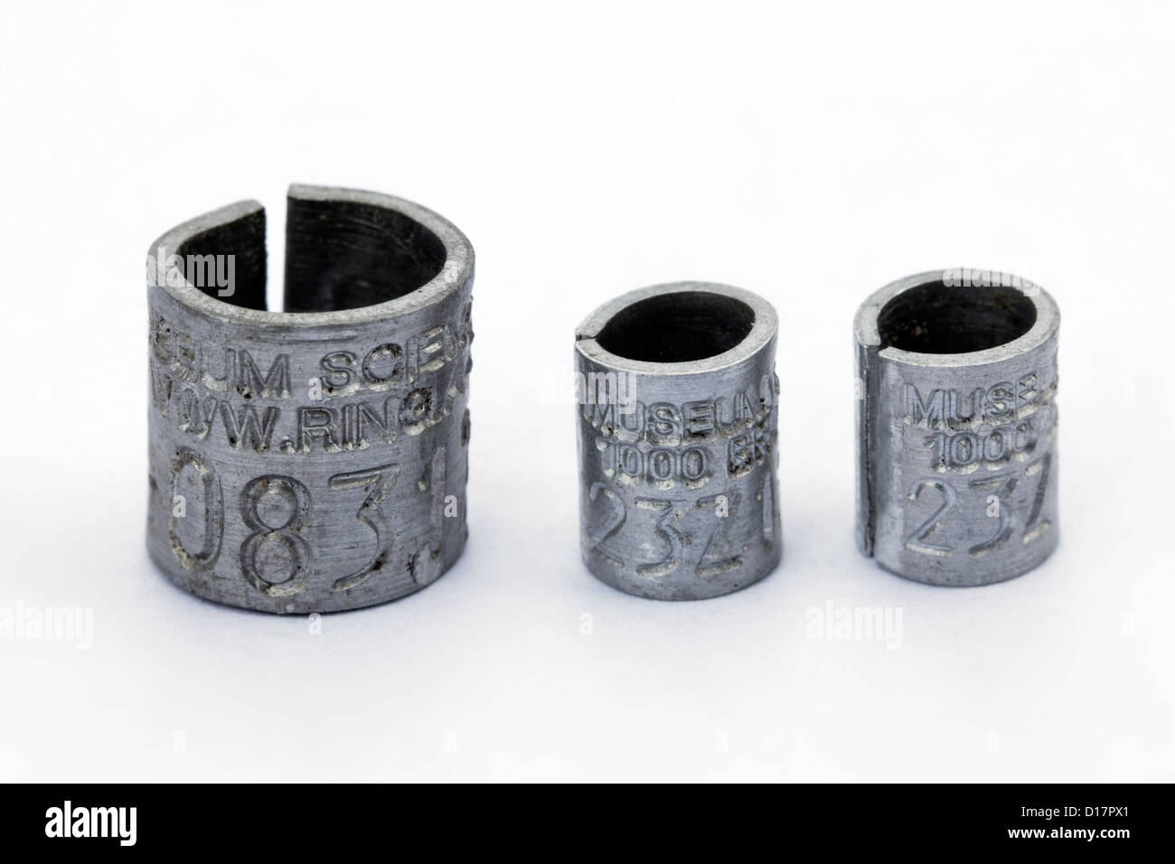 Tagging rings hi-res stock photography and images - Alamy