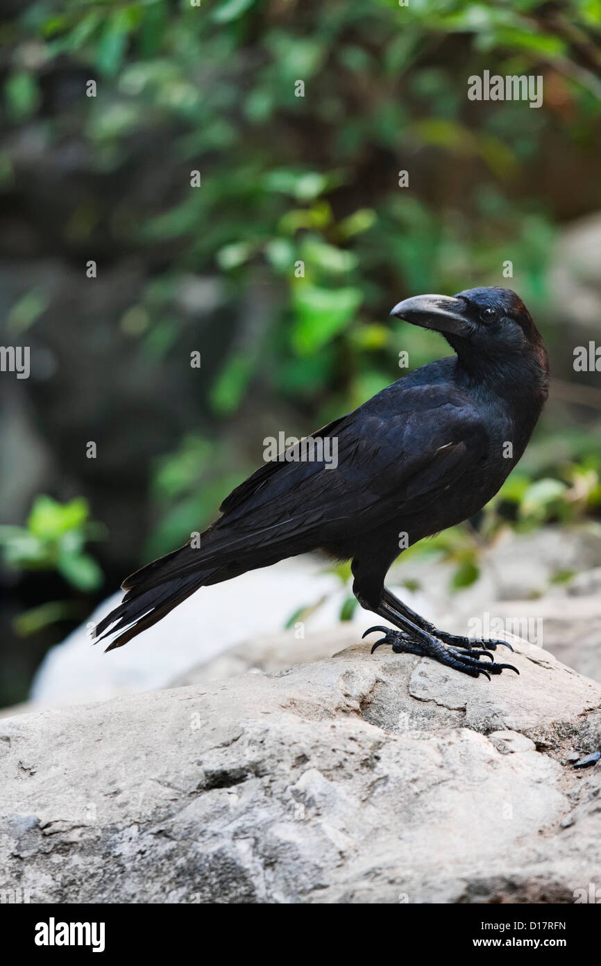 Thailand, Bangkok, Bangkok zoo, black crow (Corvus frugilegus Stock ...