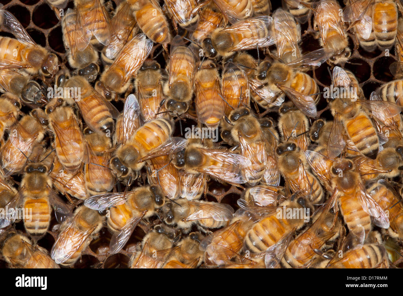 A colony of bees in a beehive Stock Photo - Alamy