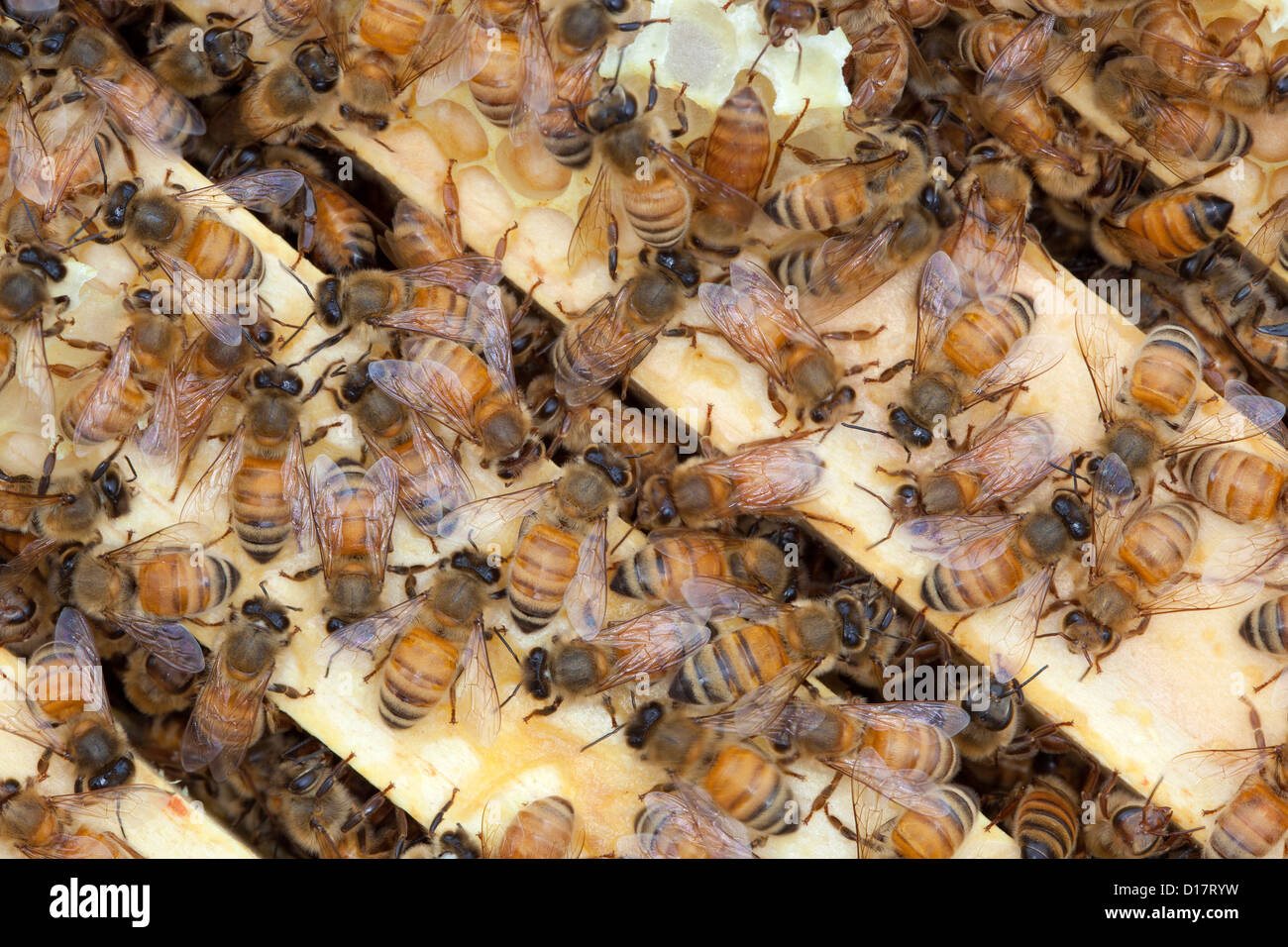 A colony of bees in a beehive Stock Photo - Alamy