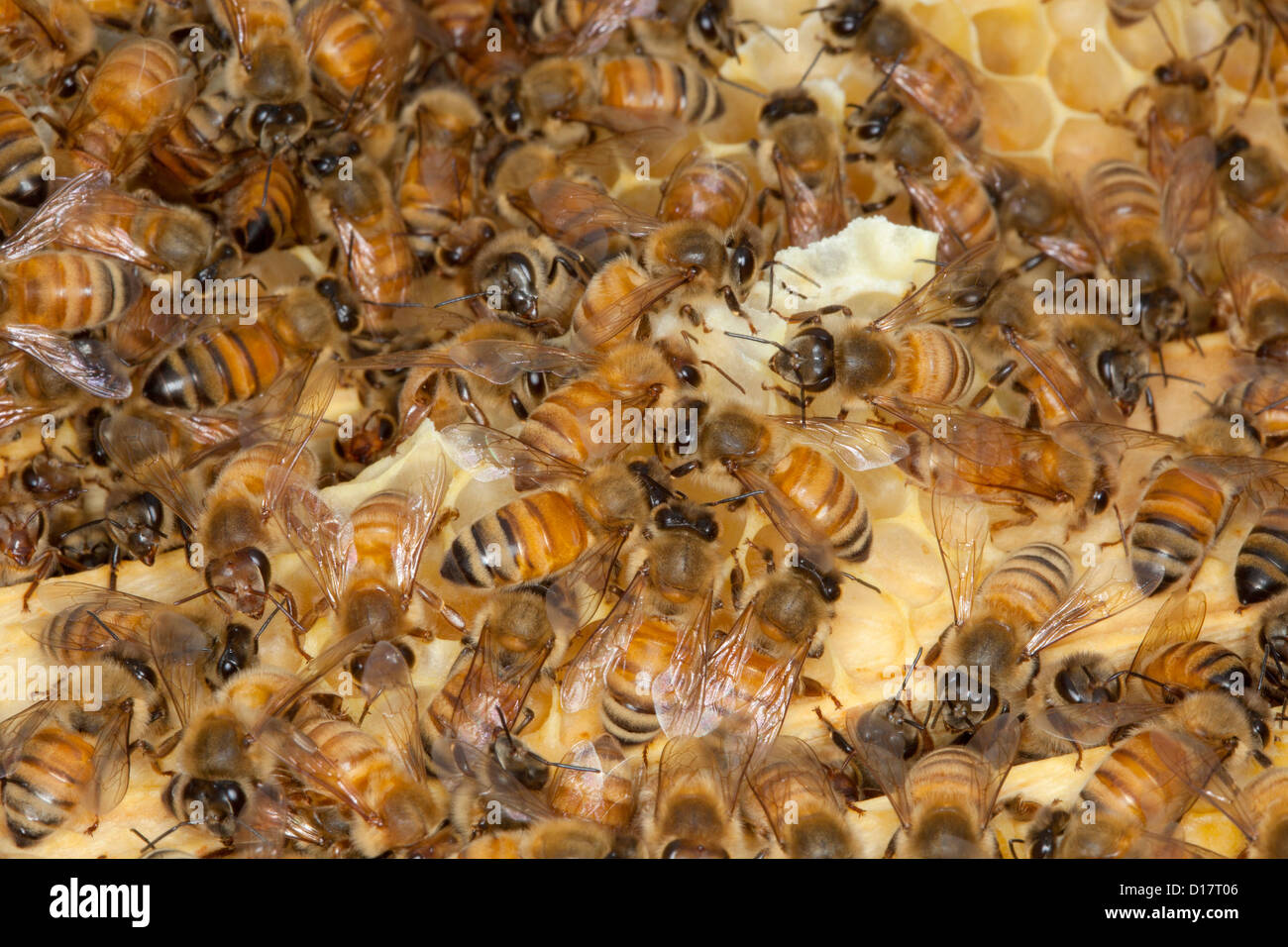 A colony of bees in a beehive Stock Photo - Alamy