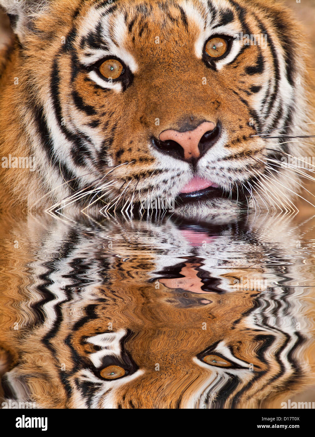 Italy, Rome, Rome zoo, Bengal tiger (Panthera tigris Stock Photo - Alamy