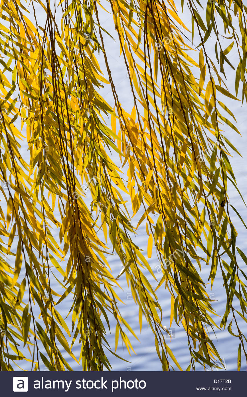 Weeping Willow High Resolution Stock Photography and Images - Alamy