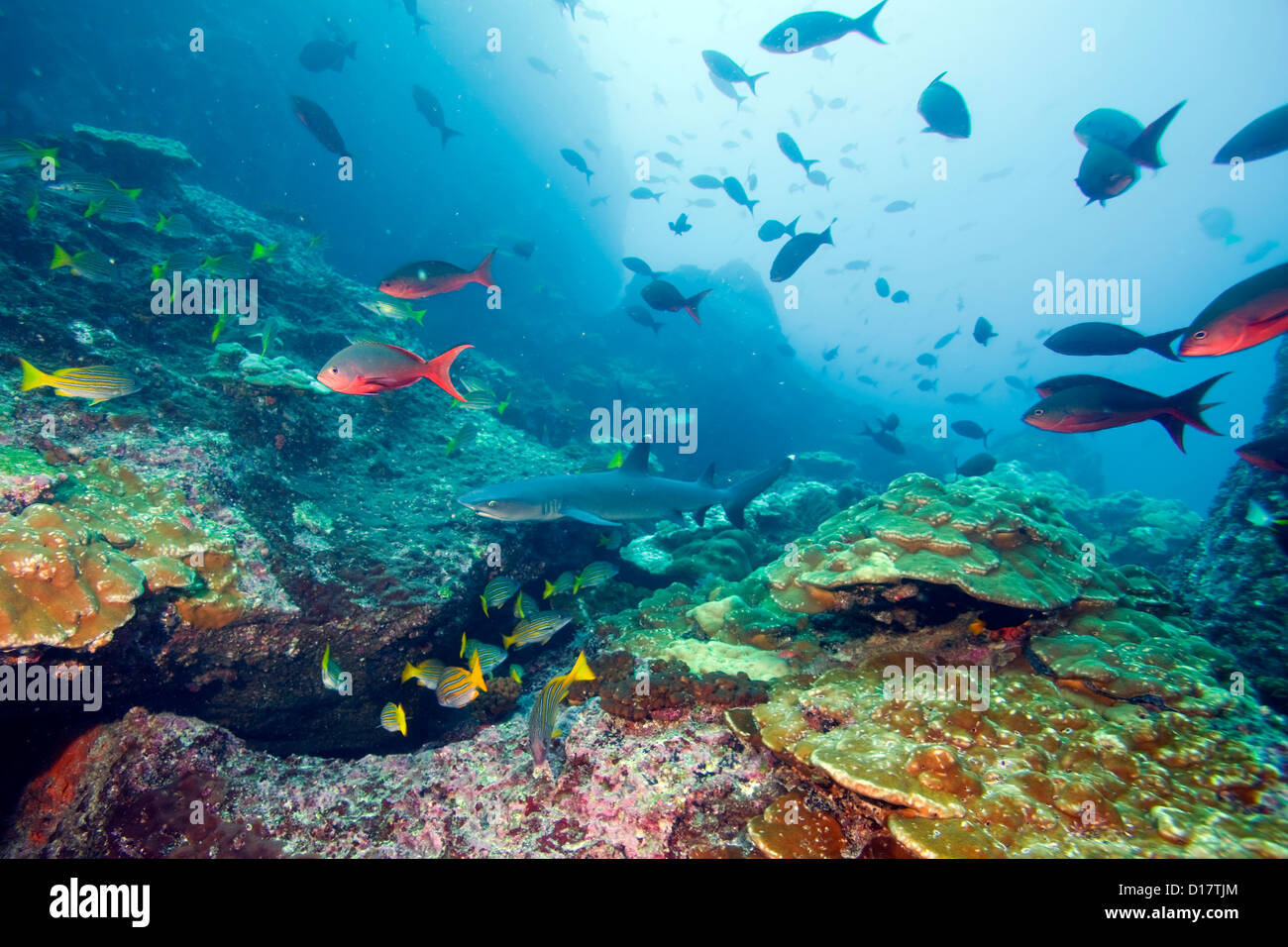 Schooling fish and a white tip reef shark swim over a coral reef at the ...