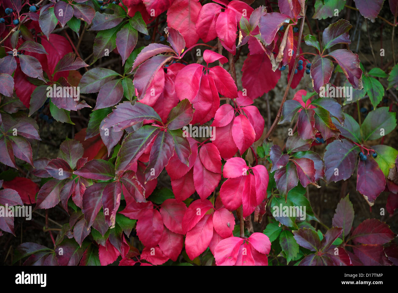 Italy, countryside, autumn, fox grape leaves (Scaphoideus titanus Stock ...