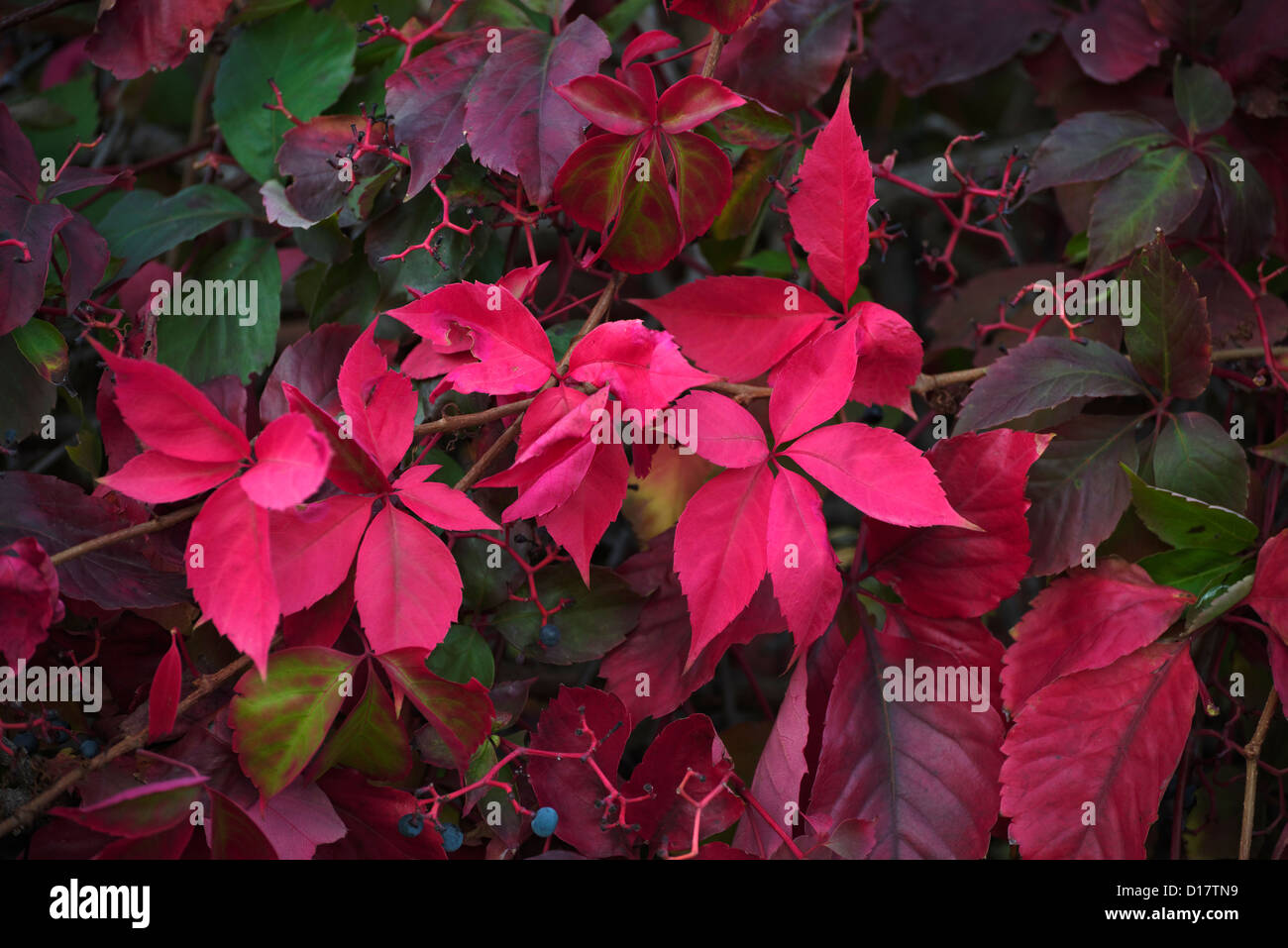 Italy, countryside, autumn, fox grape leaves (Scaphoideus titanus Stock ...
