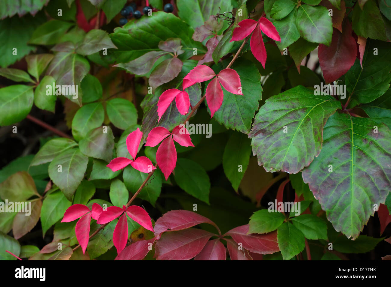 Italy, countryside, autumn, fox grape leaves (Scaphoideus titanus Stock ...