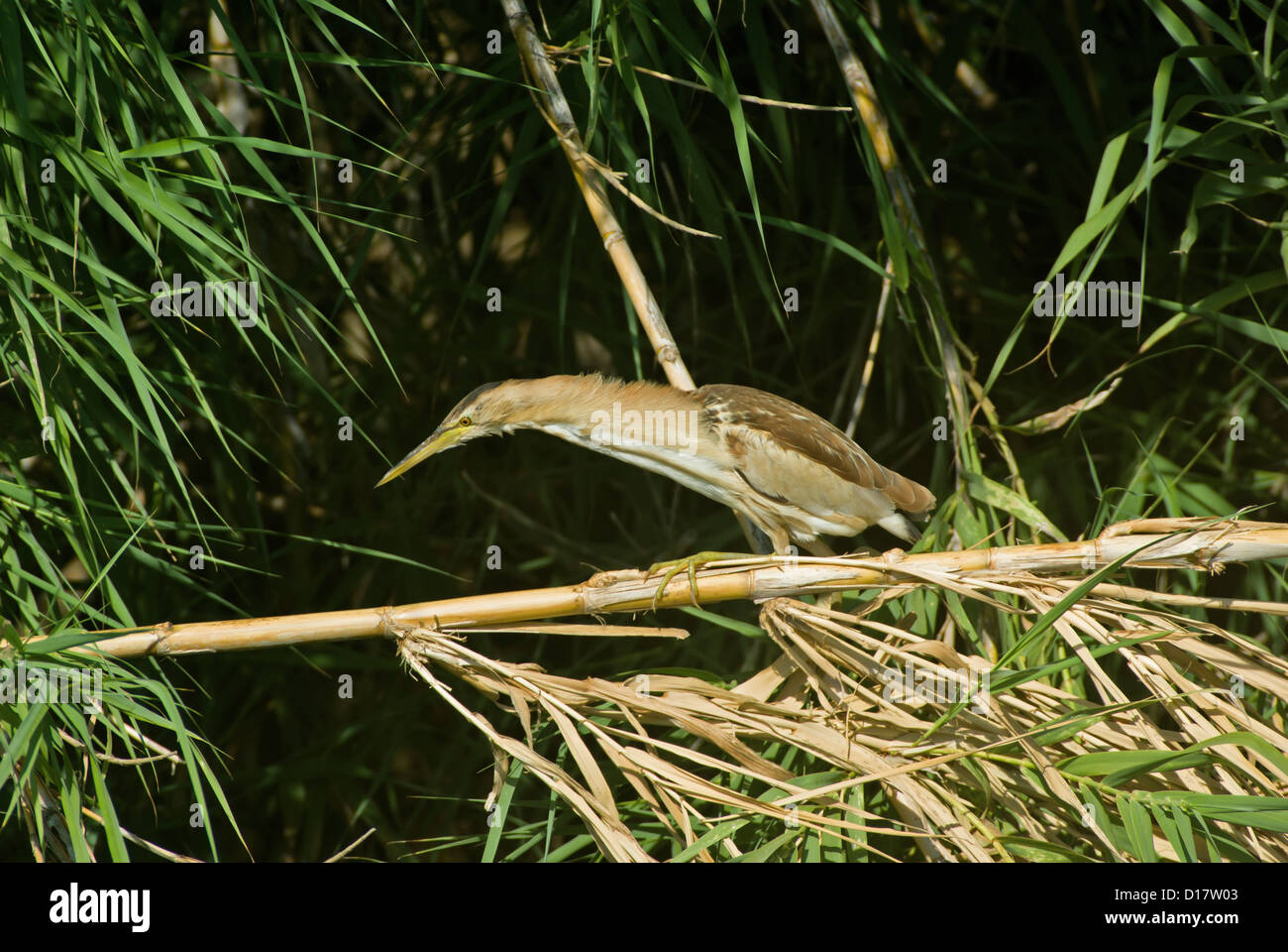 lurking motionless female bittern, in a marsh Stock Photo - Alamy