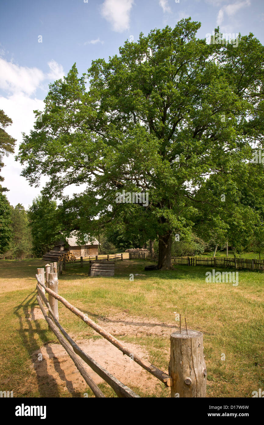 rural landscape with tree and a wooden fence Stock Photo - Alamy