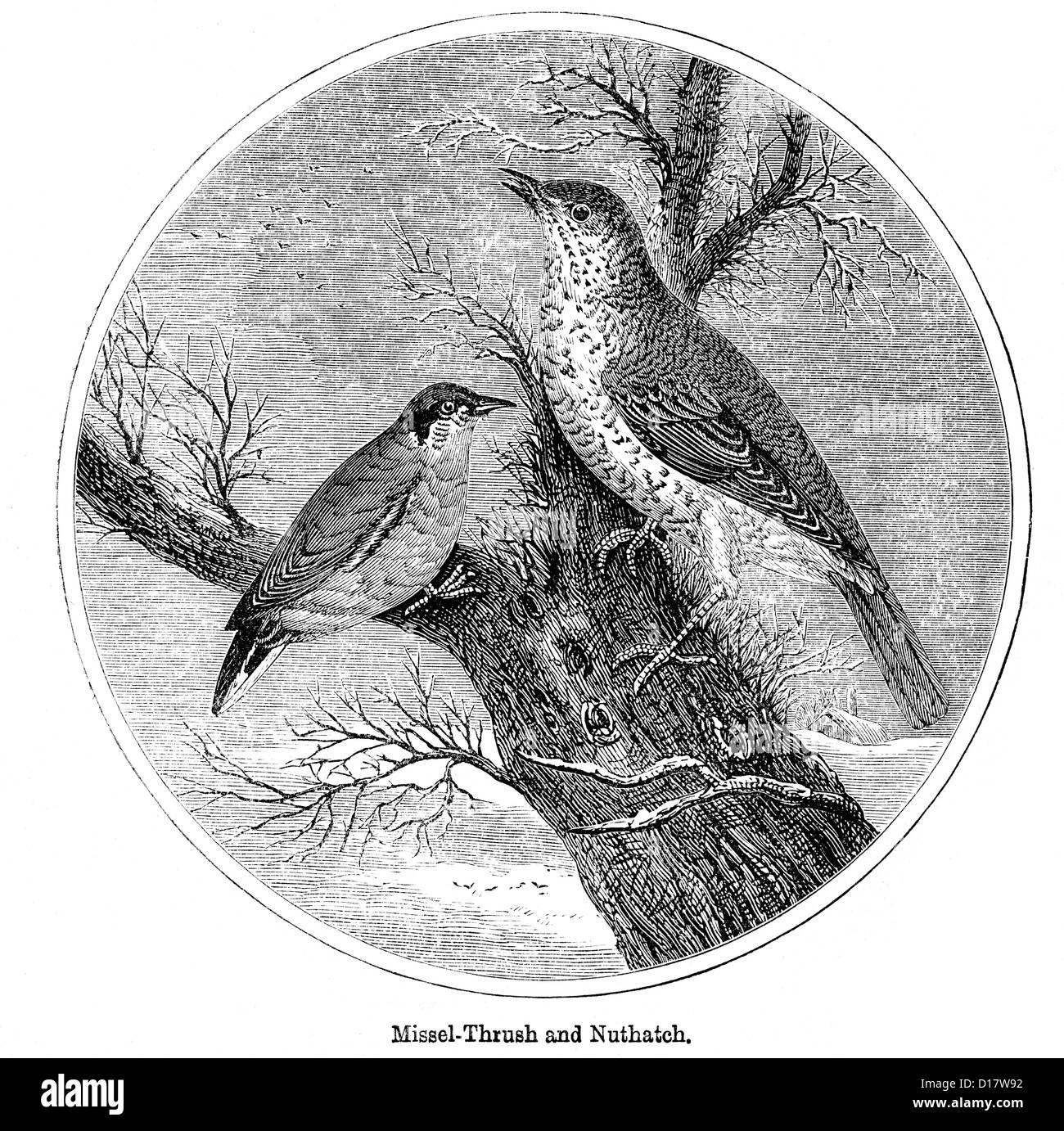 A missel thrush hi-res stock photography and images - Alamy