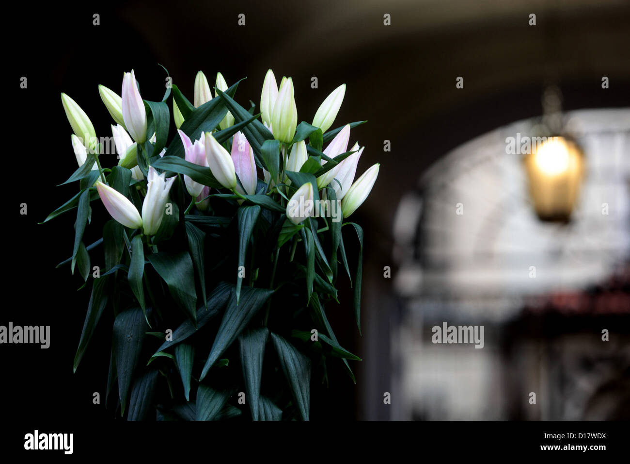 Bouquet of white lilies in the passage of the Baroque house Prague, Old ...