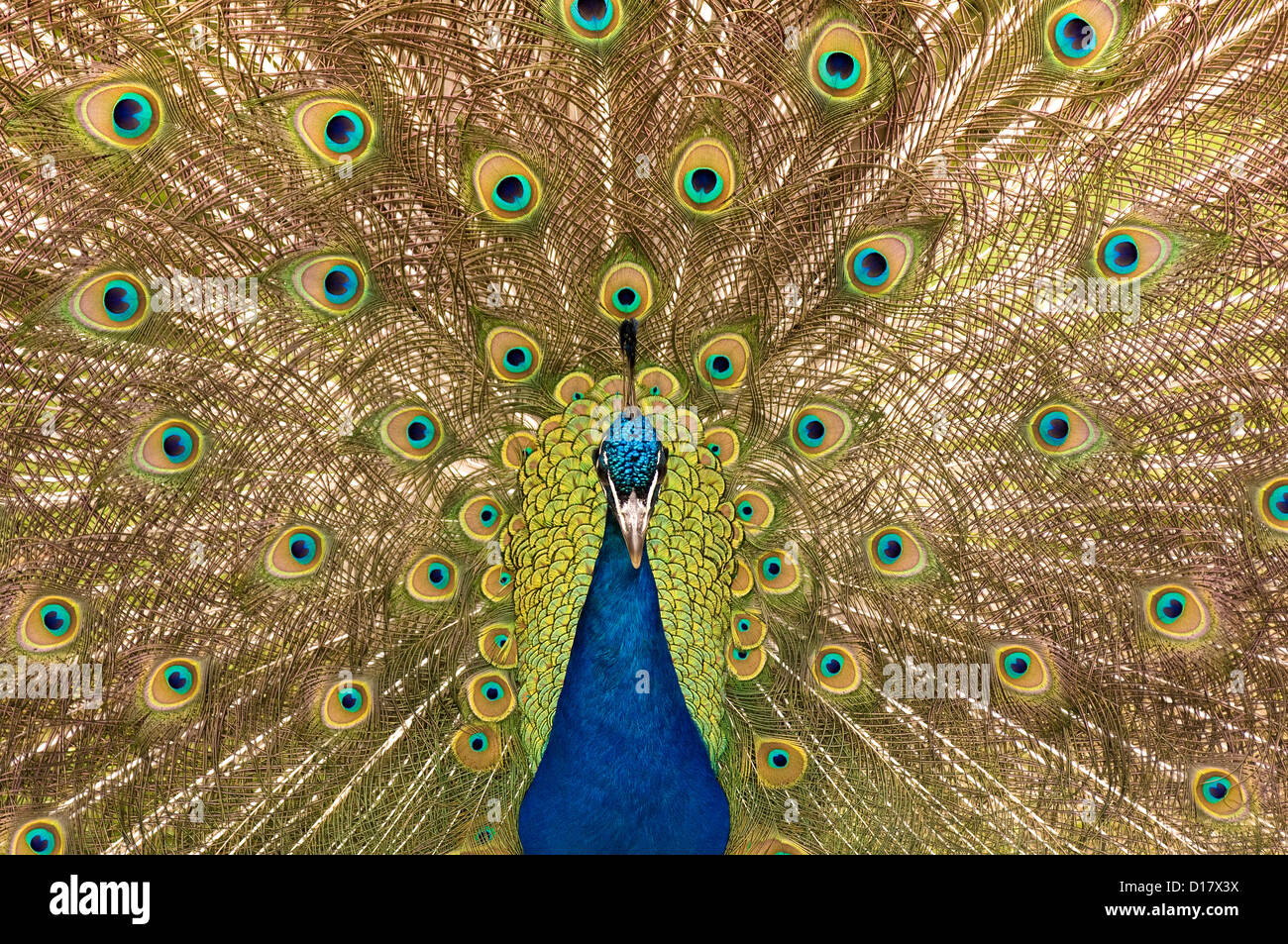 Male peacock in full display Stock Photo - Alamy