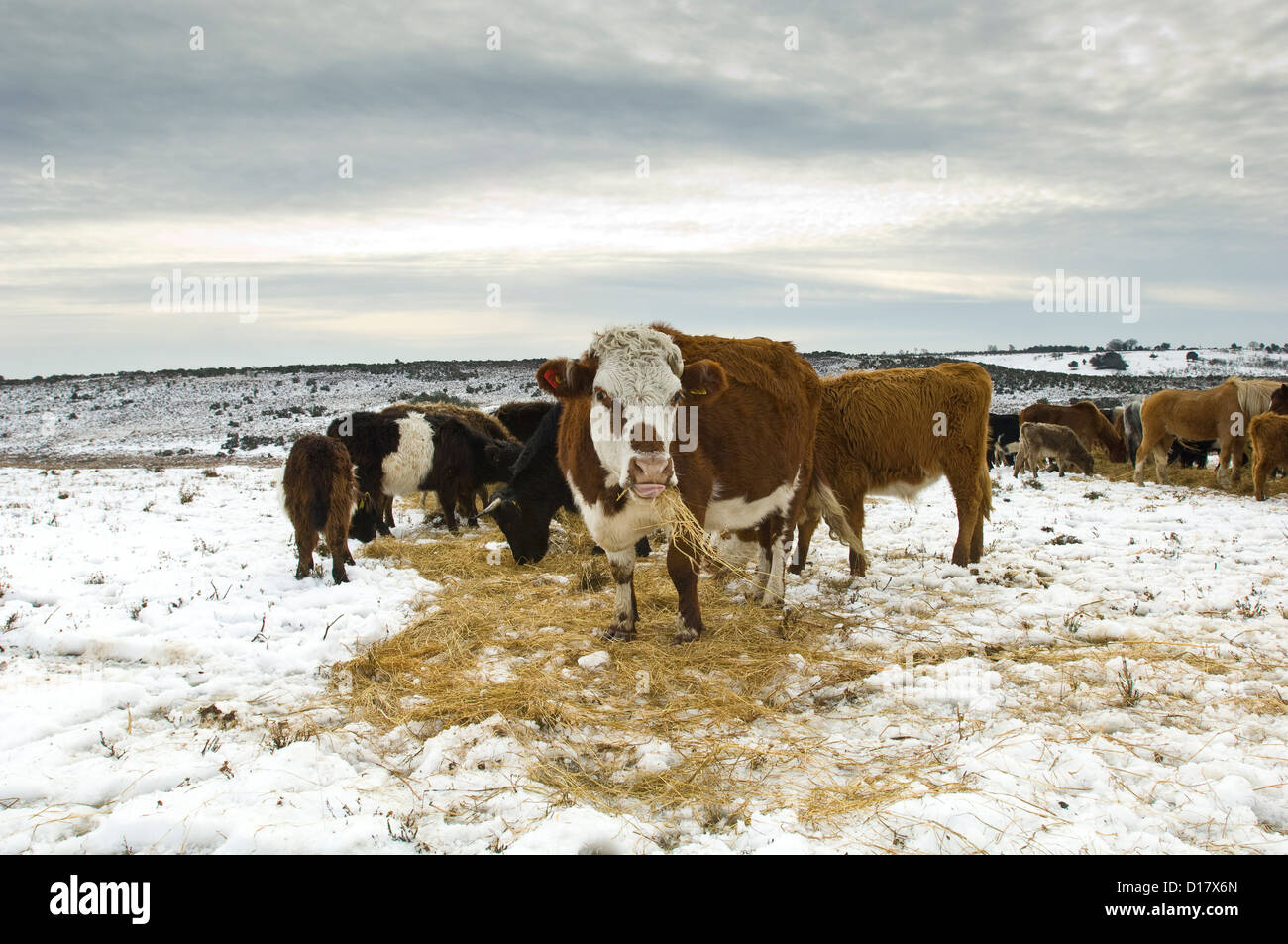 Freezing cattle hi-res stock photography and images - Alamy