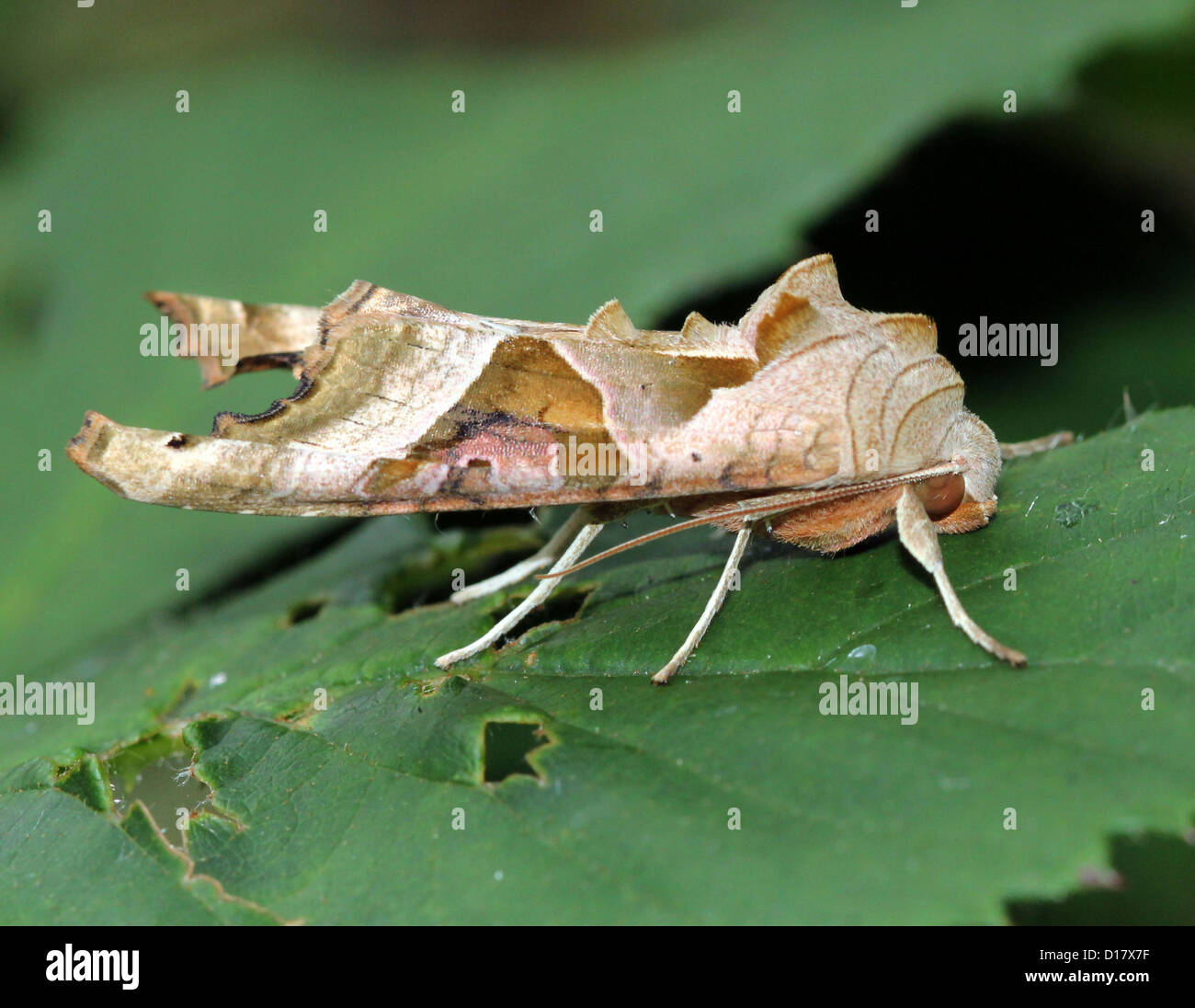Angle Shades moth (Phlogophora meticulosa) in profile macro Stock Photo ...