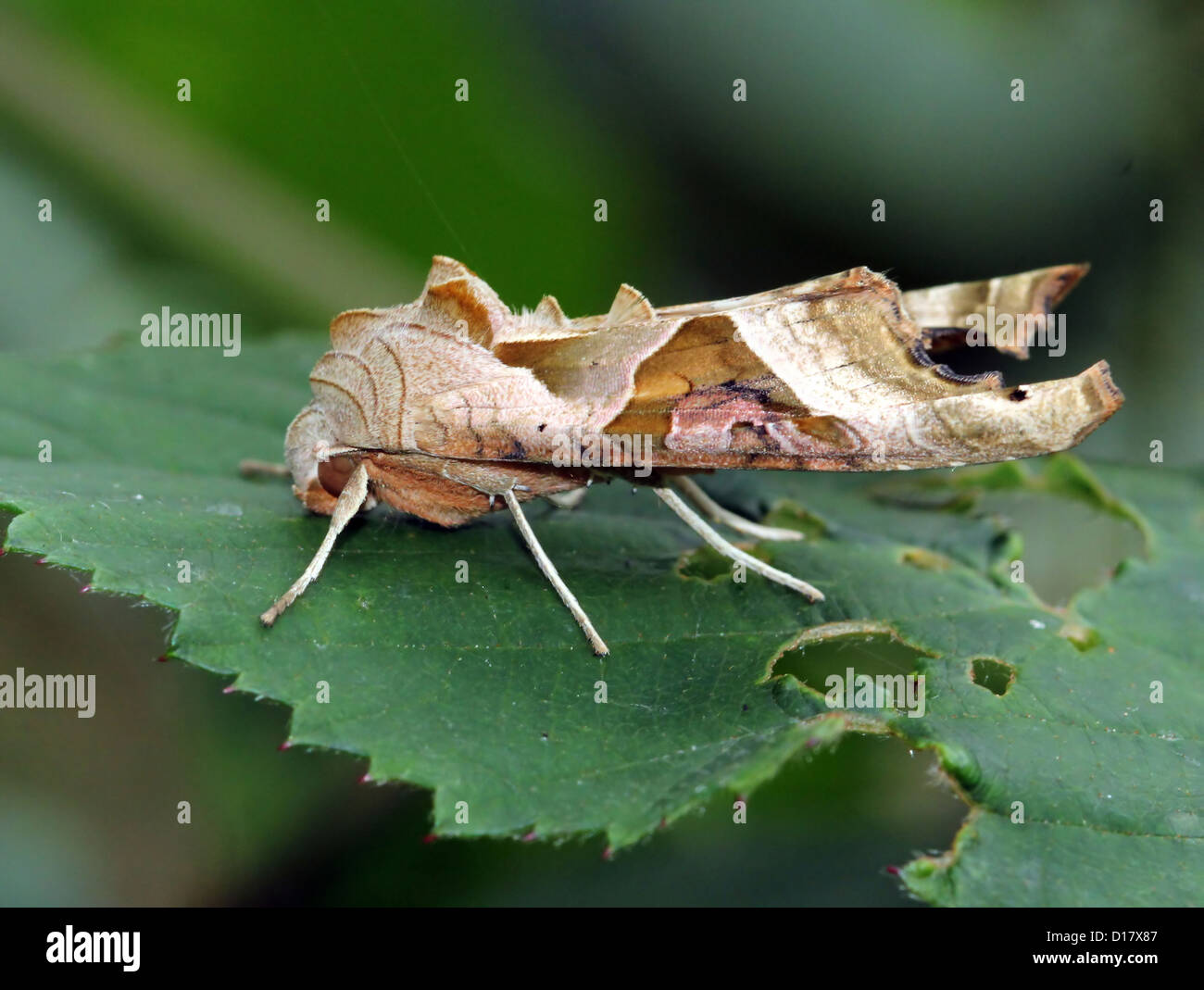 Angle Shades moth (Phlogophora meticulosa) in profile macro Stock Photo ...