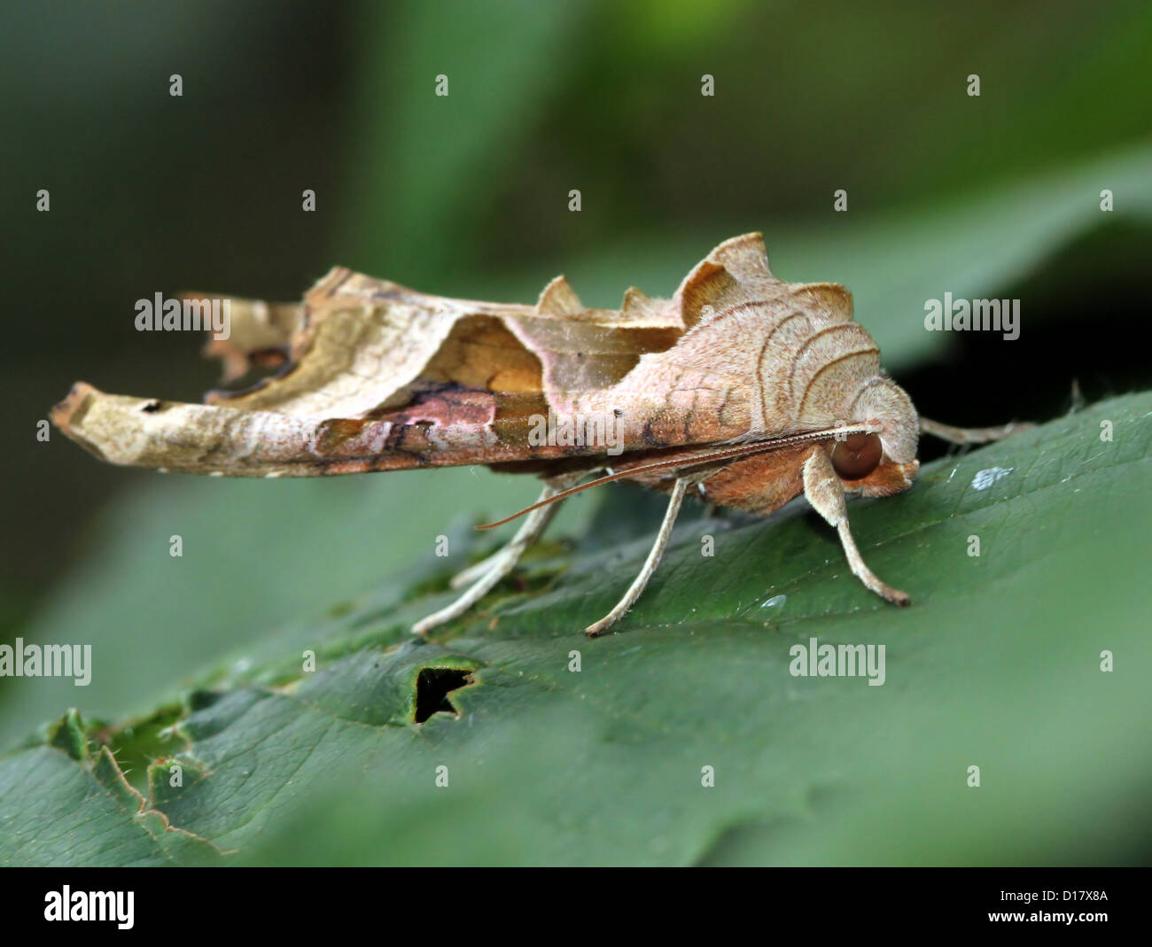 Angle Shades moth (Phlogophora meticulosa) in profile macro Stock Photo ...