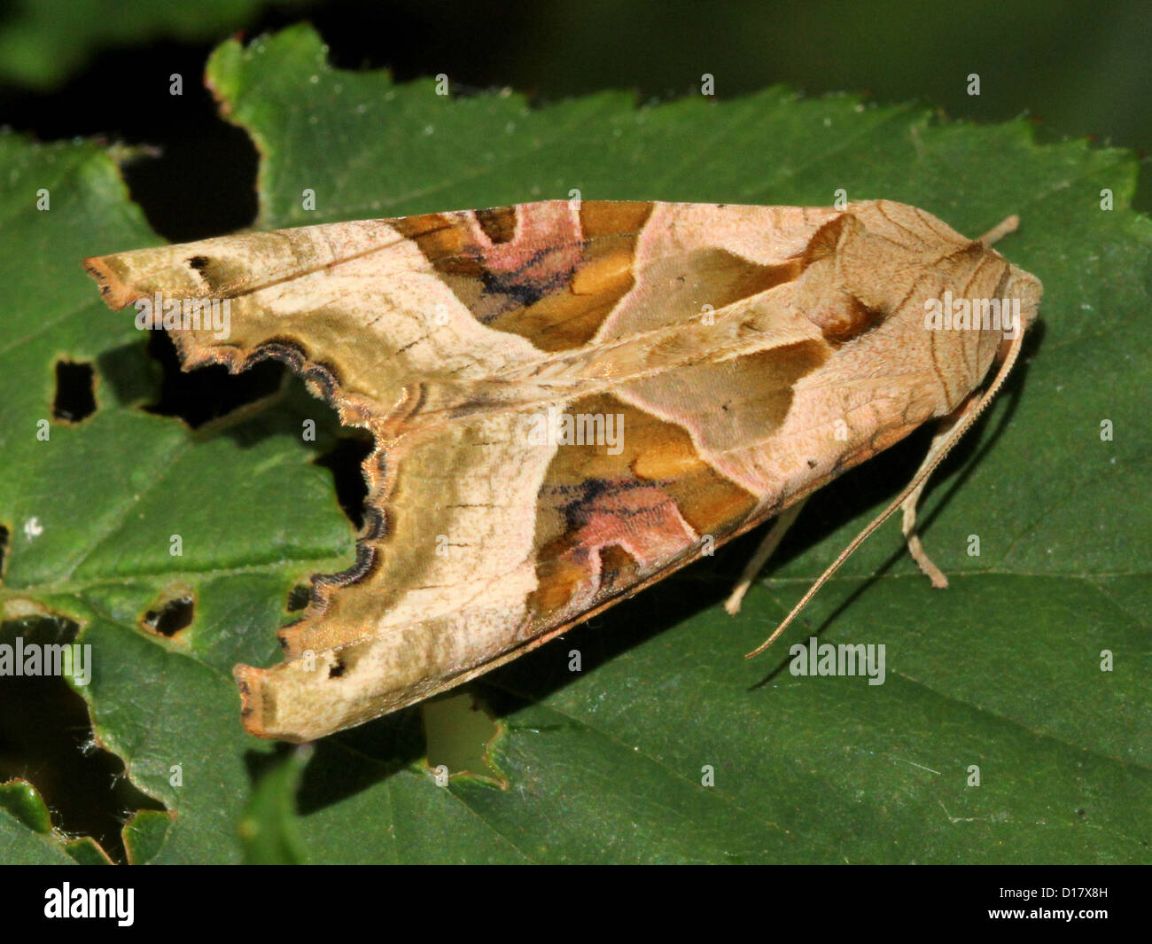 Angle Shades moth (Phlogophora meticulosa) top-down macro Stock Photo ...