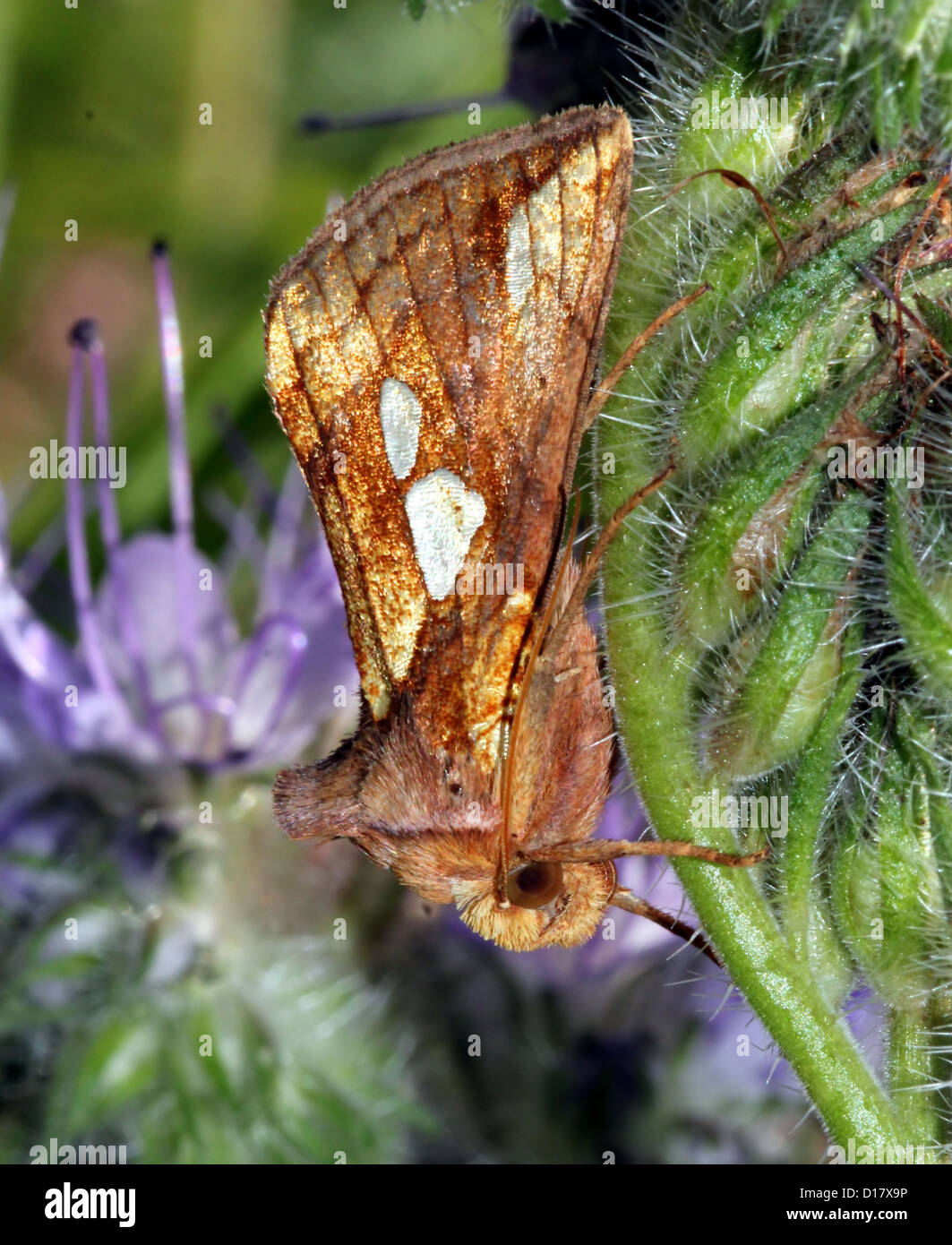 Detailed macro image of a Gold Spot-owl (Plusia festucae, an owlet moth ...
