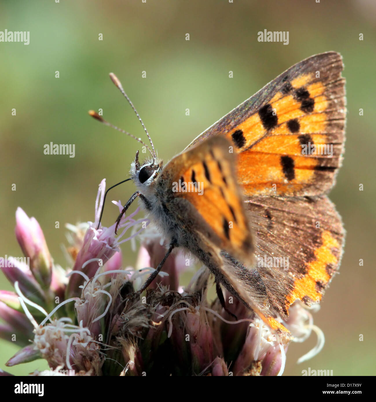 Common copper hi-res stock photography and images - Alamy