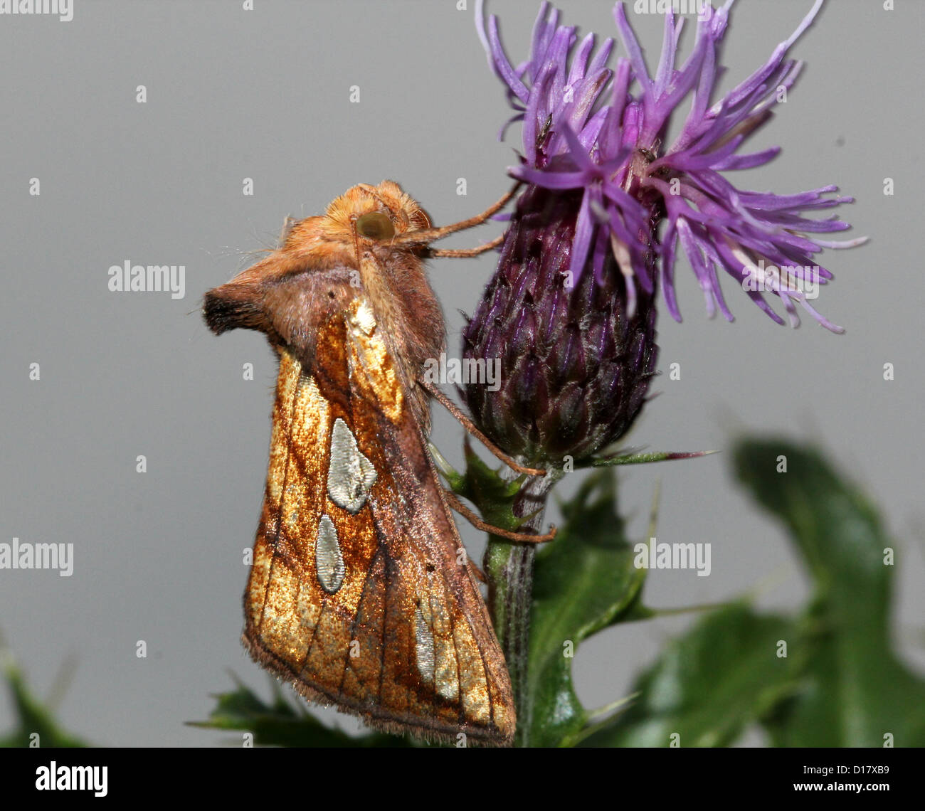 Owlet moth hi-res stock photography and images - Alamy