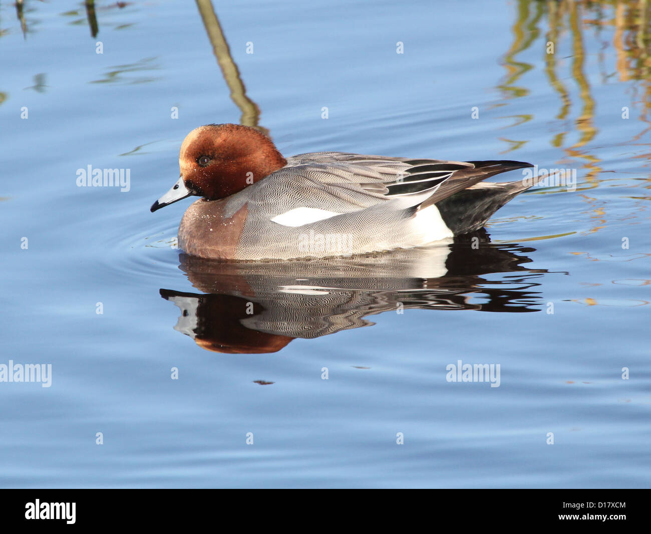 Close-up of a male wigeon (Eurasian wigeon - Anas penelope) in winter ...