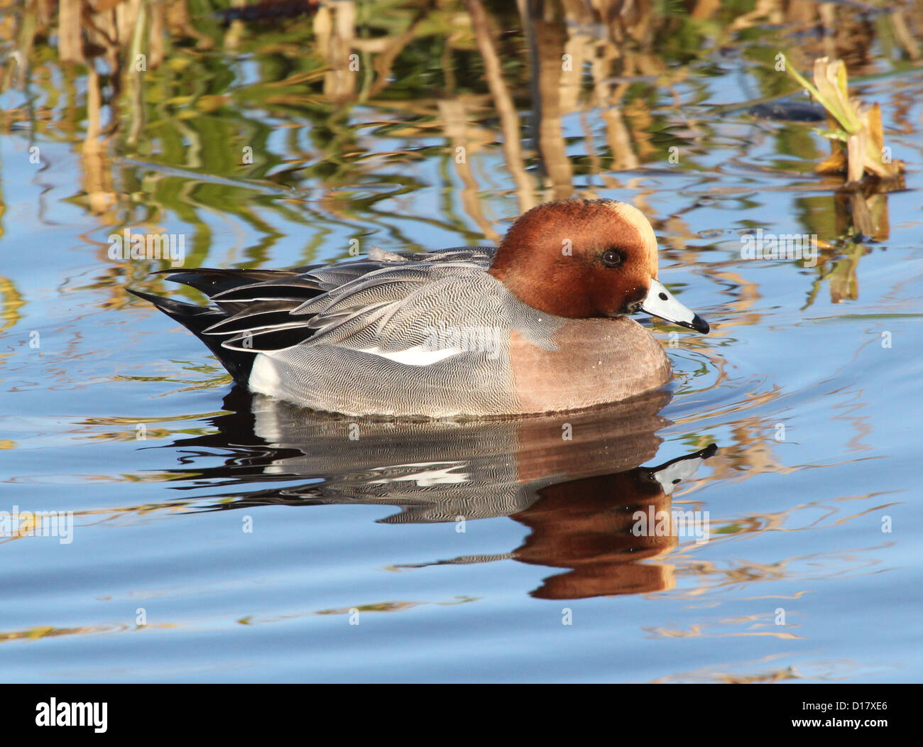 Close-up of a male wigeon (Eurasian wigeon - Anas penelope) in winter ...