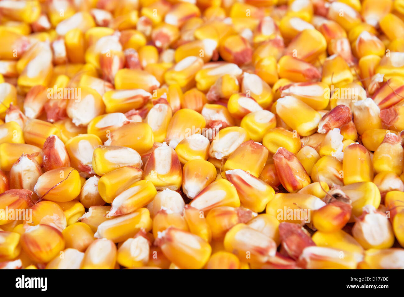 Corn seed grain texture, agriculture background image Stock Photo - Alamy