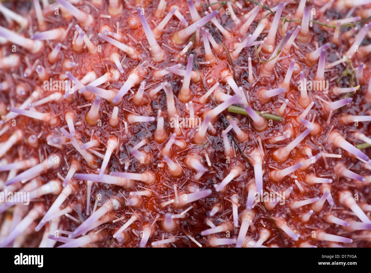 Urchin sea potato hi-res stock photography and images - Alamy