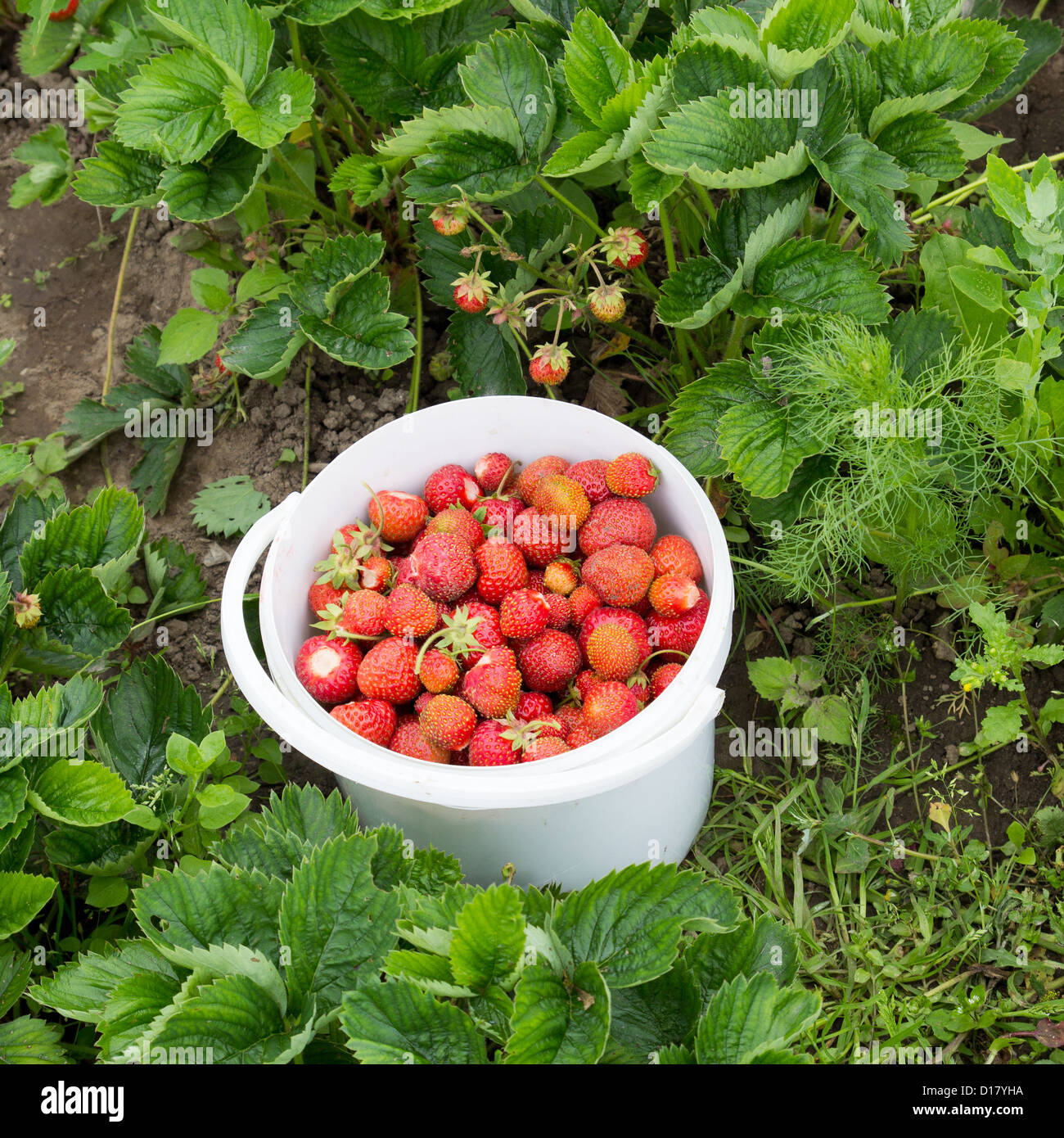 a bucket of freshly picked strawberries Stock Photo - Alamy