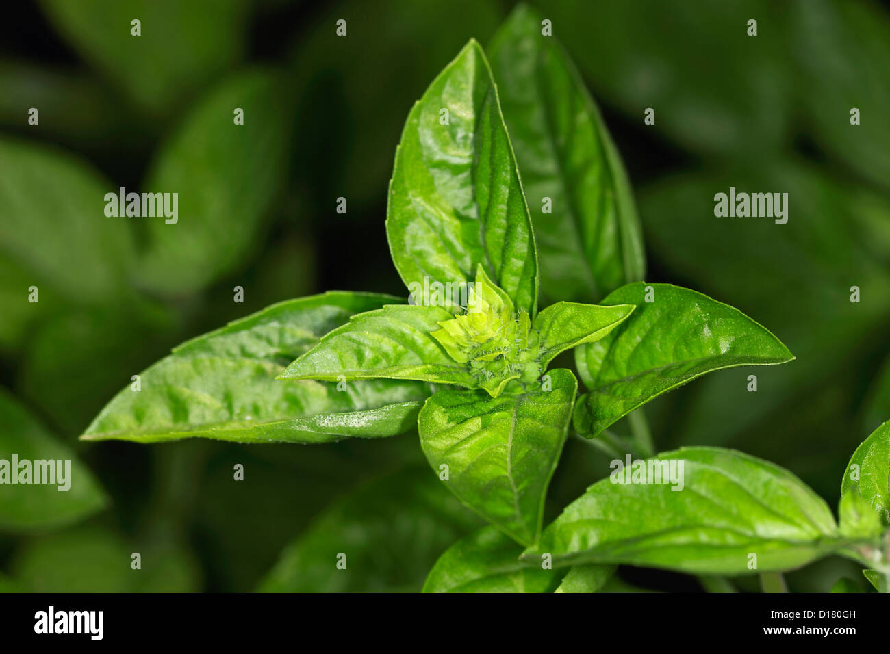 Italy basilic hi-res stock photography and images - Alamy