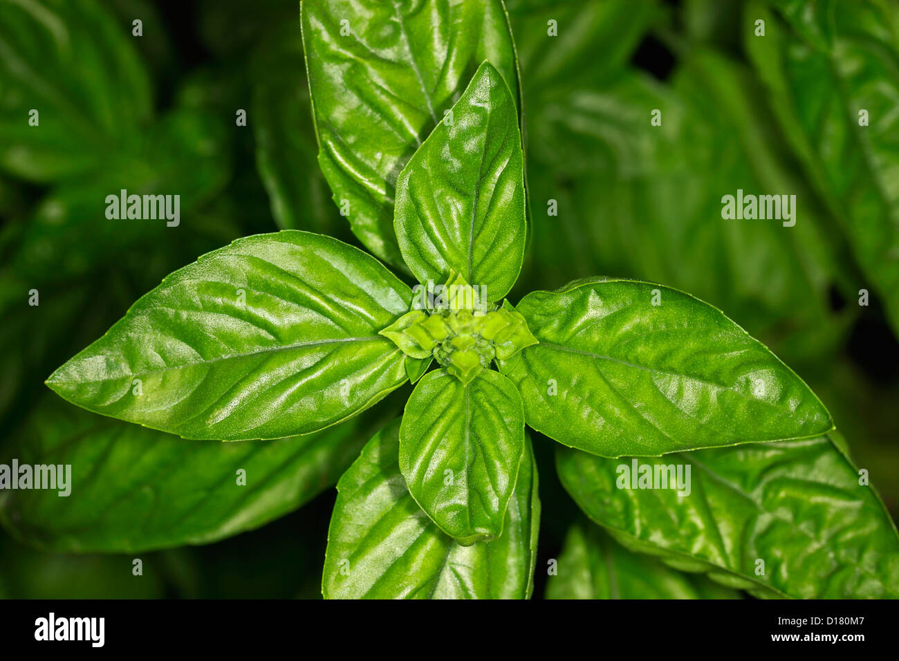 ITALY, fresh basil Stock Photo - Alamy