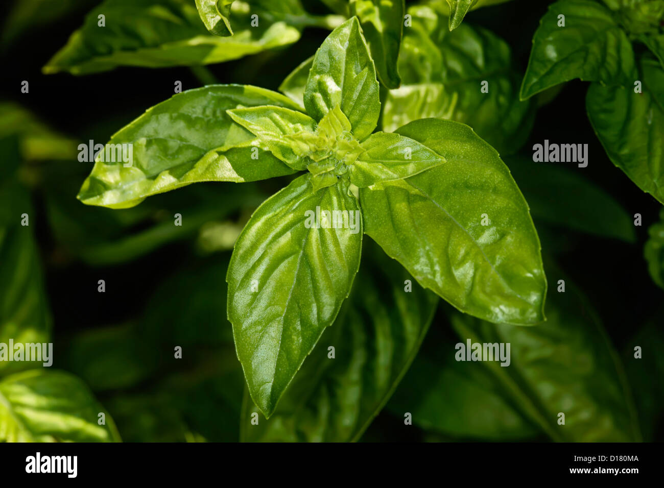 Italy basilic hi-res stock photography and images - Alamy