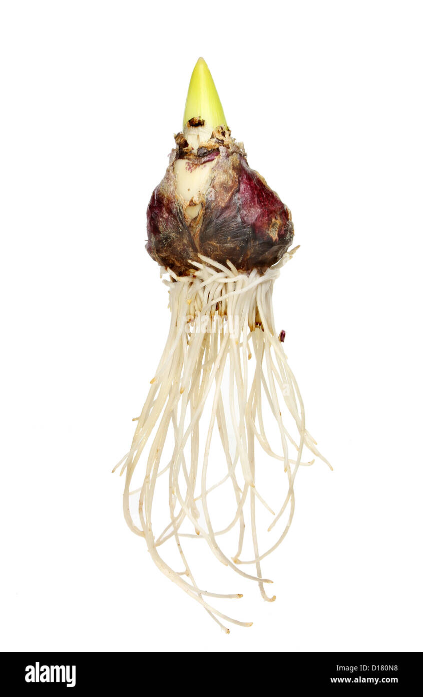 Hyacinth bulb roots hi-res stock photography and images - Alamy