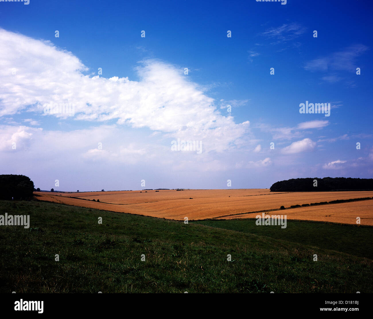 Fields of wheat with patterns left by tractors in the crop Deep Dale ...