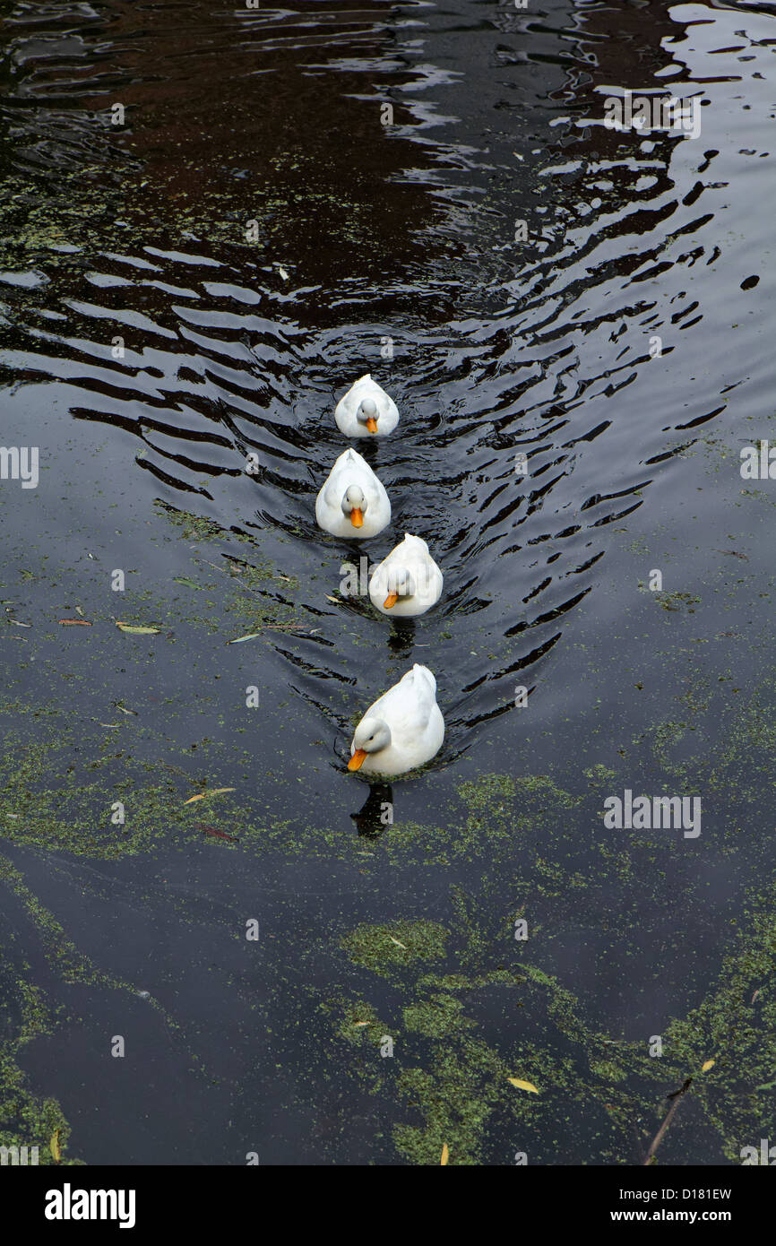 Holland, Volendam (Amsterdam), ducks in a water canal Stock Photo - Alamy