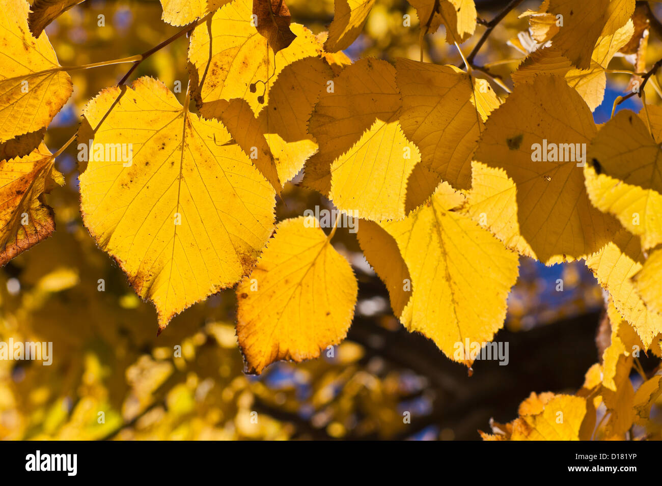Italy, Lazio, Manziana, countryside, linden tree leaves in autumn Stock ...