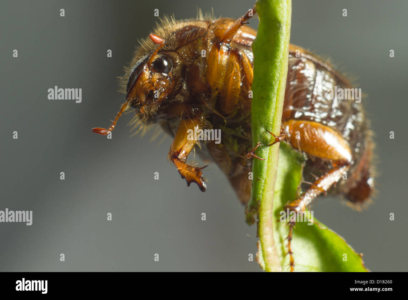Portrait of a Bug Stock Photo - Alamy