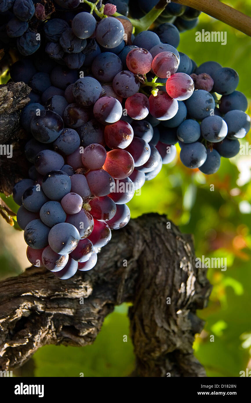 Red wine grapes basque hi-res stock photography and images - Alamy