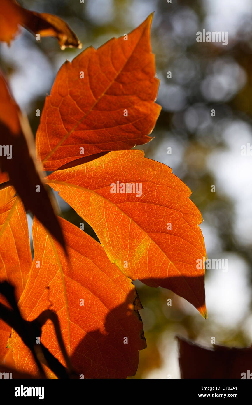 Fox in leaves hi-res stock photography and images - Alamy
