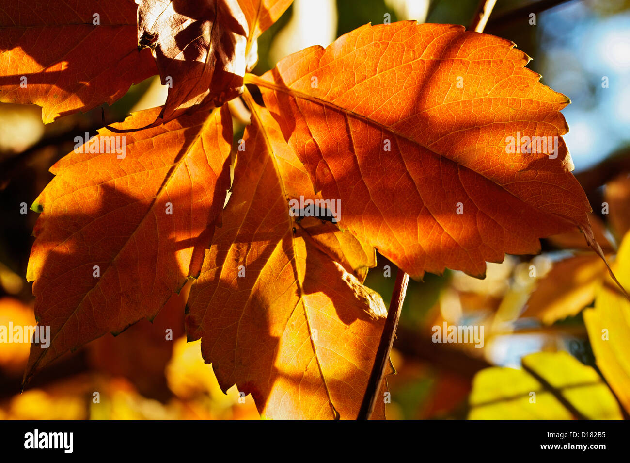 Italy, countryside, fox grape leaves in autumn Stock Photo - Alamy